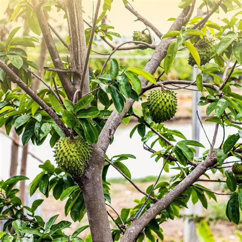 Soursop Guanabana Tree Exotic Fast Growing And Fruitful