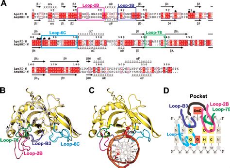 Dna Recognition Domain Of Restriction Endonuclease Lpnpi A Download Scientific Diagram