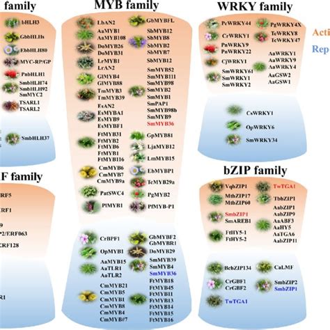 Transcriptional Regulation Of Secondary Metabolites Biosynthesis In