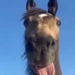 Horse Side Eye Meme Meaning Best Pics Pngs And Funny Reactions