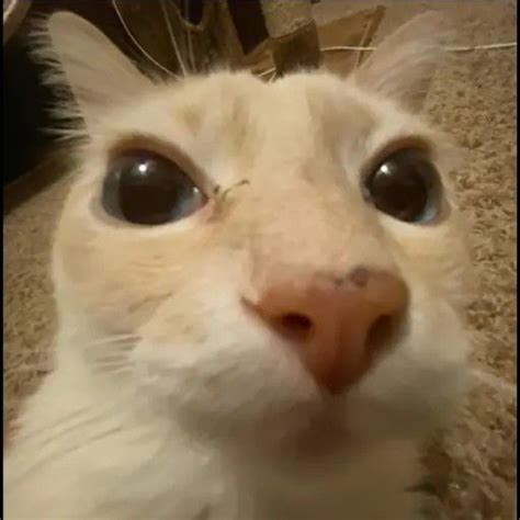 Descubre 20 Ideas De Gatos Xd Y Meme Gato Fotografías Divertidas De
