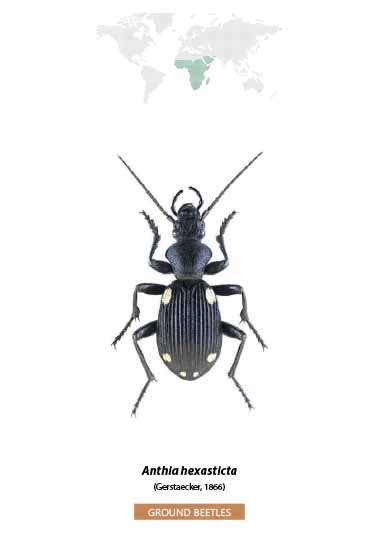Bug Identification Ground Beetles