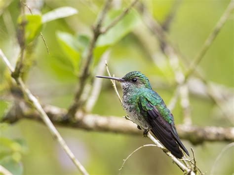 Blue Chinned Sapphire Birding Trinbago