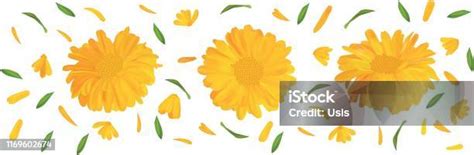 녹색 잎 메리 골드 꽃을 설정합니다 흰색 배경에 고립 된 모션에서 3d 사실적인 금송화 여름 꽃이 닫힙습니다 벡터 그림입니다 경관에 대한 스톡 벡터 아트 및 기타 이미지