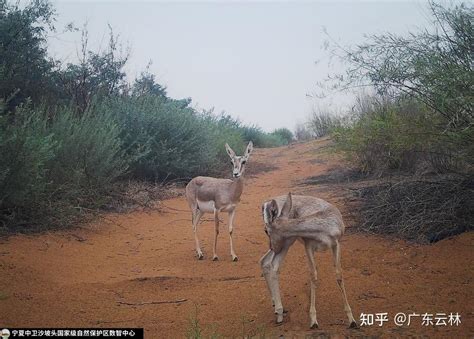 云林记录 鹅喉羚 优美的荒漠精灵 知乎