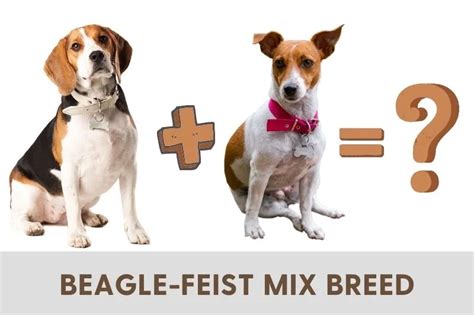 Smooth Fox Terrier Beagle Mix Amazing Mix Breed