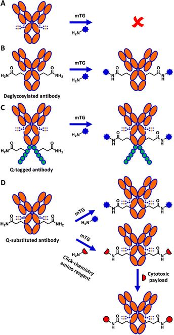 Tag Free Specific Conjugation Of Glycosylated Igg1 Antibodies Using