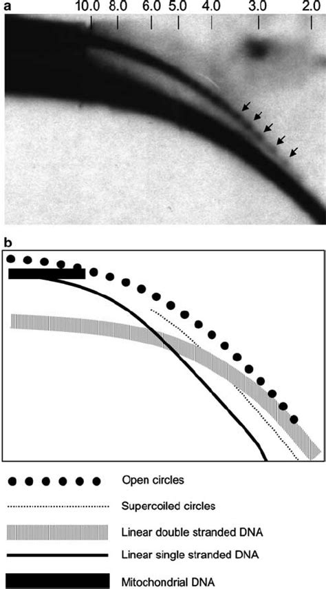 Multimeric Extrachromosomal Circular Dna Eccdna Molecules In B16 F10 Download Scientific