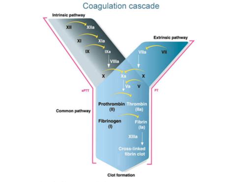 Approach To A Patient With Bleedingbruising Flashcards Quizlet