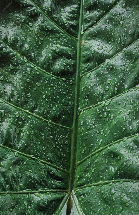 Premium Photo Texture Lea