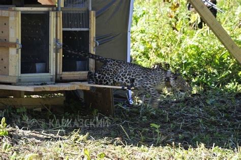 러시아 페르시아 표범 추가 방사 최근 러시아 카프카즈코카서스 자연보호구에 암수 한쌍의 페르시아 표범이 추가로 방생되었습니다 2005년부터 계획되었고 2016년부터