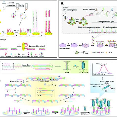 Examples Of Signal Amplification By Dna Assembly A Schematic Of