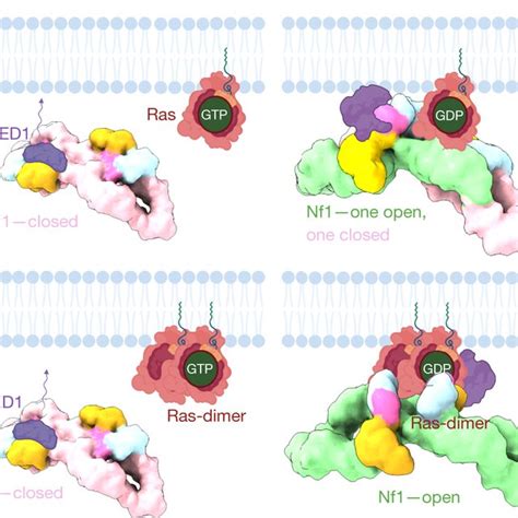 Structure Of The Neurofibromin Homodimer A Overview Of The Nf1 Dimer