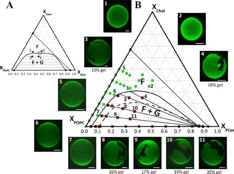 Ternary Popc Chol Pcer Phase Diagram A Schematic Representation Of Download Scientific