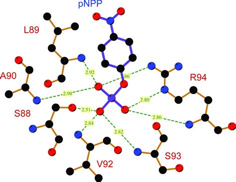 Iucr Structural Analysis Of Human Dual Specificity Phosphatase 22