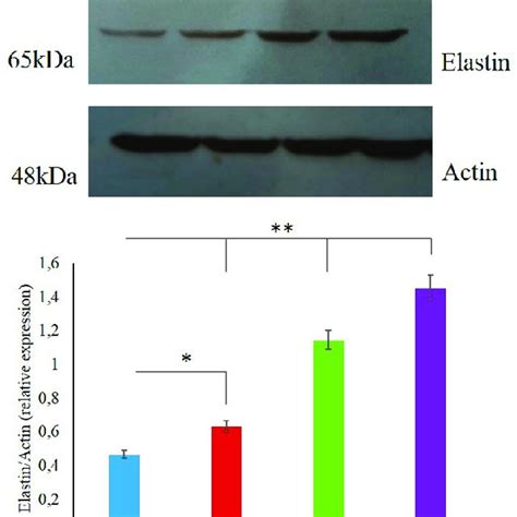 Effects Of Lha Hha And Hcc On Elastin Protein Expressions In