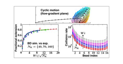 Effect Of Length On The Dynamics Of Wall Tethered Polymers In Shear