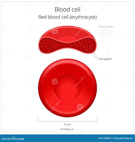 Ejemplo Rojo Del Vector Del Eritrocito Del Glóbulo Ilustración Del
