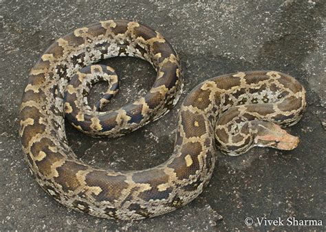 Indian Snakes Indian Snakebite Initiative