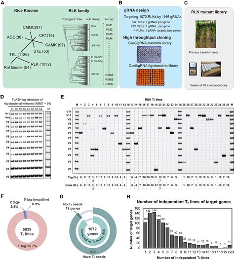 A Flash Pipeline For Arrayed Crispr Library Construction And The Gene Function Discovery Of Rice