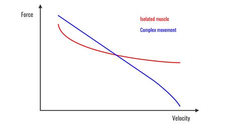 Understanding Force Velocity Curve Using Simple Mechanical Model Complementary Training