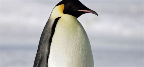 Penguins Nature Pbs