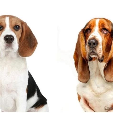 Basset Beagle Mix