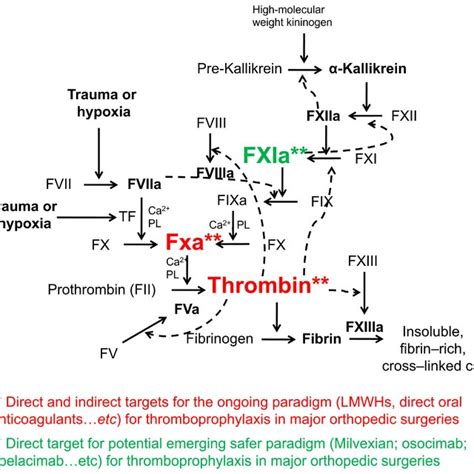 Direct And Indirect Molecular Targets Thrombin And Factor Xa For