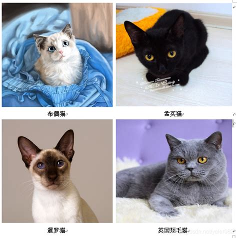 神经网络实现猫的种类识别 resnet猫的品种识别 csdn博客