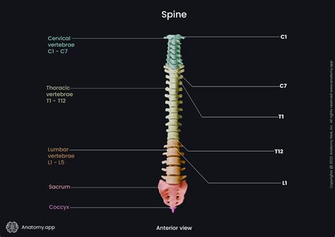 Spine Encyclopedia Anatomy App Learn Anatomy 3d Models