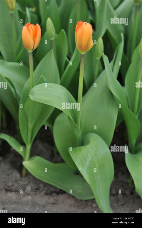 Orange Darwin Hybrid tulips (Tulipa) Triple A bloom in a garden in ...
