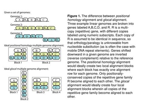 Ppt Genome Alignment Powerpoint Presentation Free Download Id6405224