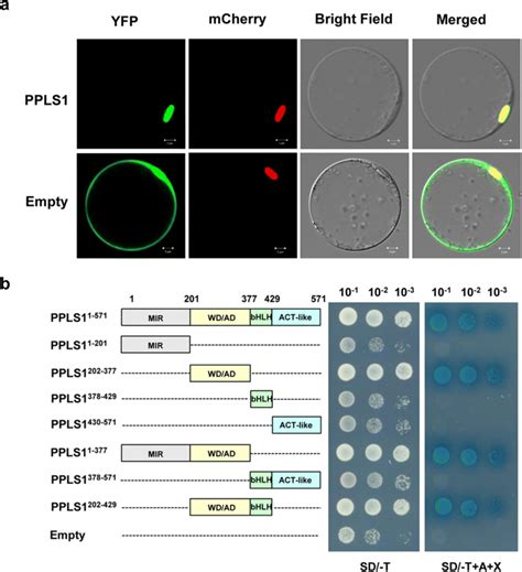 Subcellular Localization And Transactivation Analysis Of Ppls1 A Ppls1