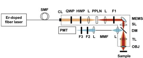 Figure 1 From Miniaturized Multimodal Multiphoton Microscope For
