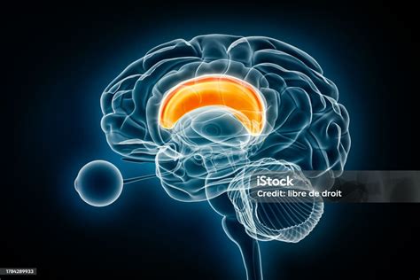 코퍼스 캘로섬 엑스레이 보기 3d 렌더링 그림입니다 인간의 뇌 및 신경계 해부학 의료 건강 관리 과학 신경 과학 신경학 생물학 개념 뇌들보에 대한 스톡 사진 및 기타 이미지