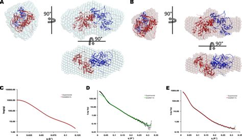Ab Initio Shape Modeling Of The Vsv N 0 P Complex A Dammin 19 Was Download Scientific