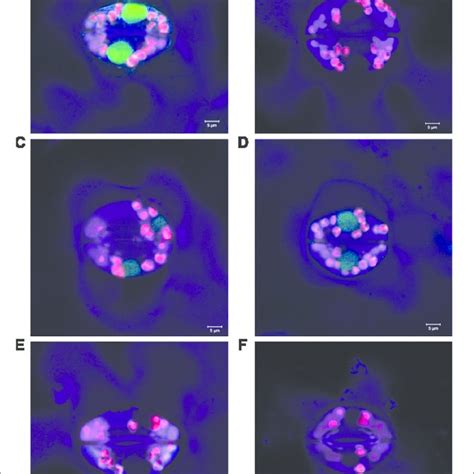 Modifications Of The Green Fluorescent Protein Gfp Sequence Induced