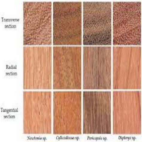 Teak Tectona Grandis Wood Identification At ₹ 10000piece In New