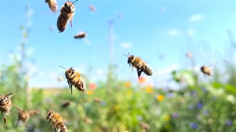 Científicos Declararon A Las Abejas Como El Ser Vivo Más Importante Del