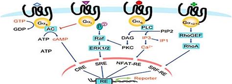 Gpcr Screening Assays Creative Biomart
