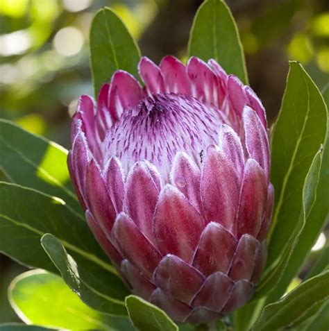 The Best Pink Ice Protea Free Shipping Over 150 Nz