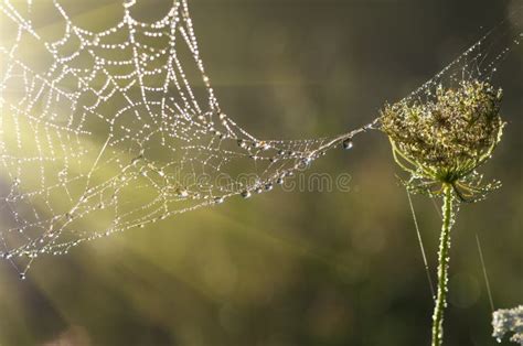 Cobwebs In The Grass Autumn Morning Stock Photo Image Of Shine