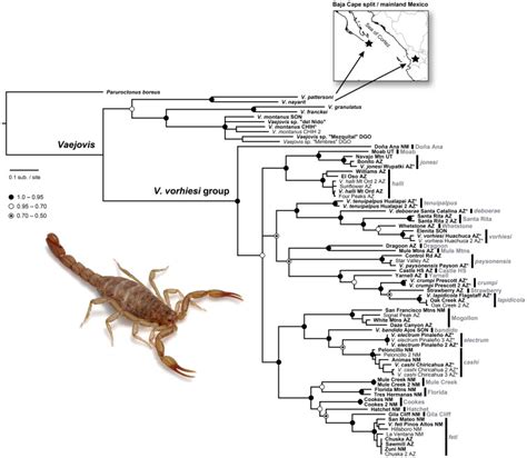 Phylogeny Inferred From Bayesian Analyses Of Bp Of Concatenated Download Scientific