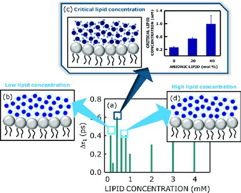 Schematic Representation Of The Effect Of Phospholipid Headgroup Charge