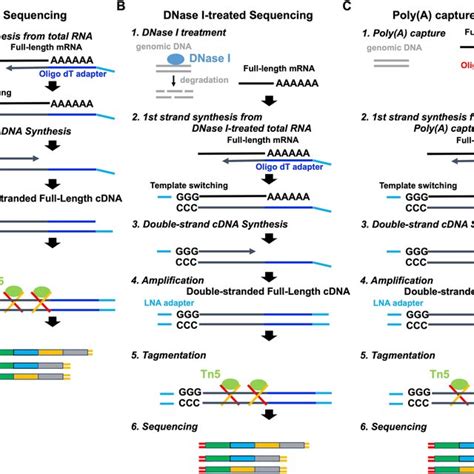 Library Preparation Workflow A Workflow For Total RNA Sequencing Download Scientific