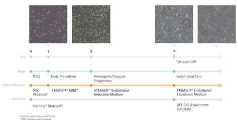 Stemdiff™ Endothelial Differentiation Kit Stemcell Technologies