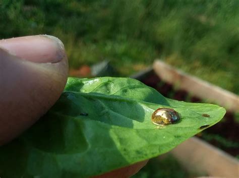 Beautiful Chrome Bug R Whatsthisbug