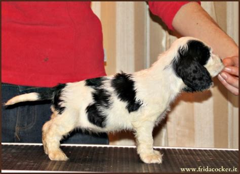 Frida Lifestyle Allevamento Cocker Spaniel Inglese In Sicilia Rock