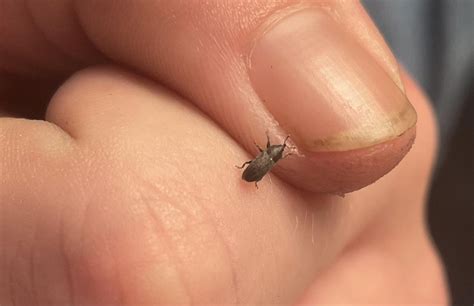 Tiny Weevil Time R Weeviltime