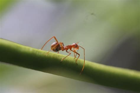 Closeup Of A Tiny Antlike Bug Sucking Juice From A Green Bean Stock